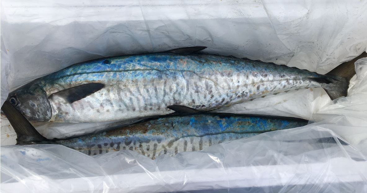 Spanish Mackerel Perfection | Mark Eather Seafood